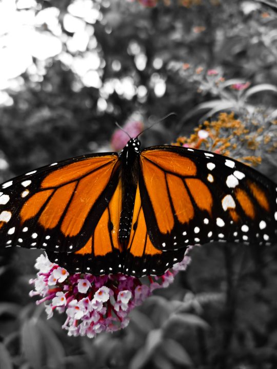 Rest Your Wings - Crazy Hippie Heart Art - Photography, Animals, Birds ...