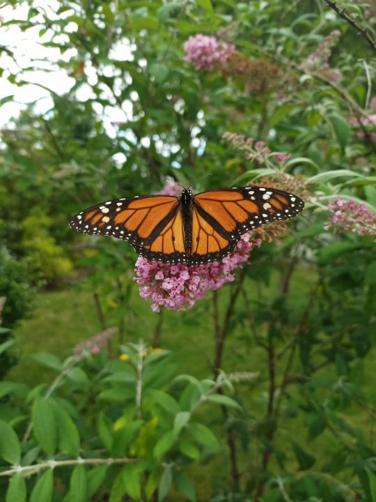 Monarch Majesty - Crazy Hippie Heart Art - Photography, Animals, Birds ...