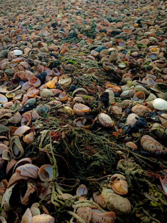 Sea of Shells - Crazy Hippie Heart Art - Photography, Landscapes ...