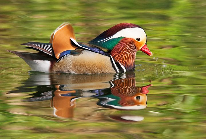 Mandarin Duck - Ram Vasudev - Photography, Landscapes & Nature, Other ...
