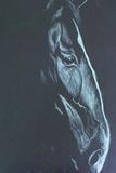 Black Horse - Mark Docker - Drawings & Illustration, Animals, Birds ...