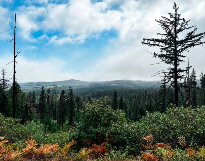Central Oregon Forrest - Emma - Photography, Landscapes & Nature ...
