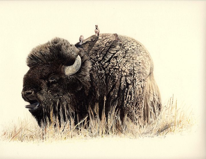 Bellowing Bison - Emma Mooring - Paintings & Prints, Animals, Birds ...
