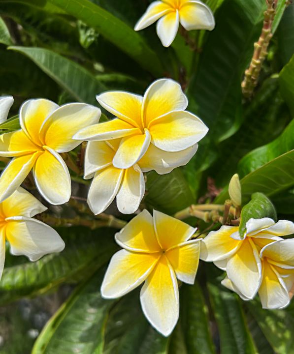 Plumeria Frangipani - Shane Sauvage - Photography, Flowers, Plants ...