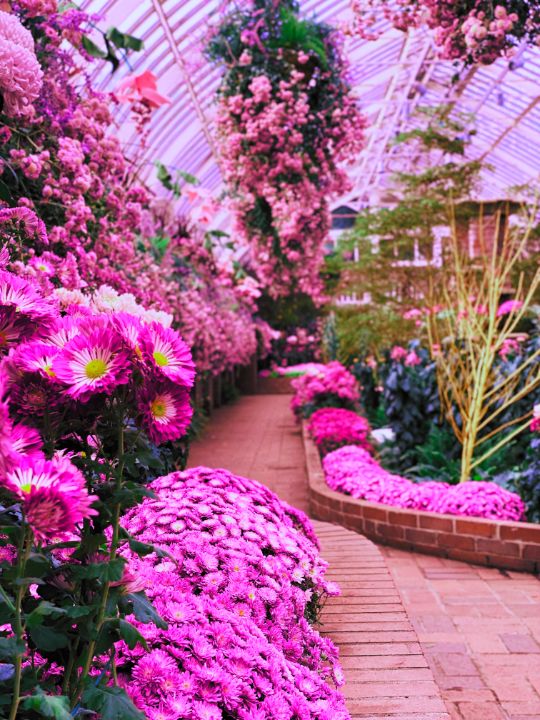 Pink Paradise - SDavidson Designs - Photography, Flowers, Plants ...