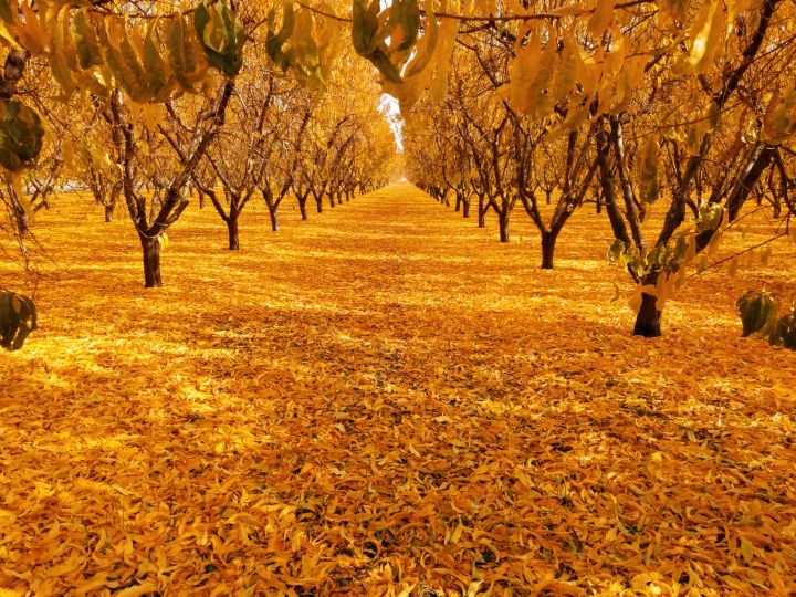 Orchard On Fire Photograph - New World - Photography, Landscapes ...