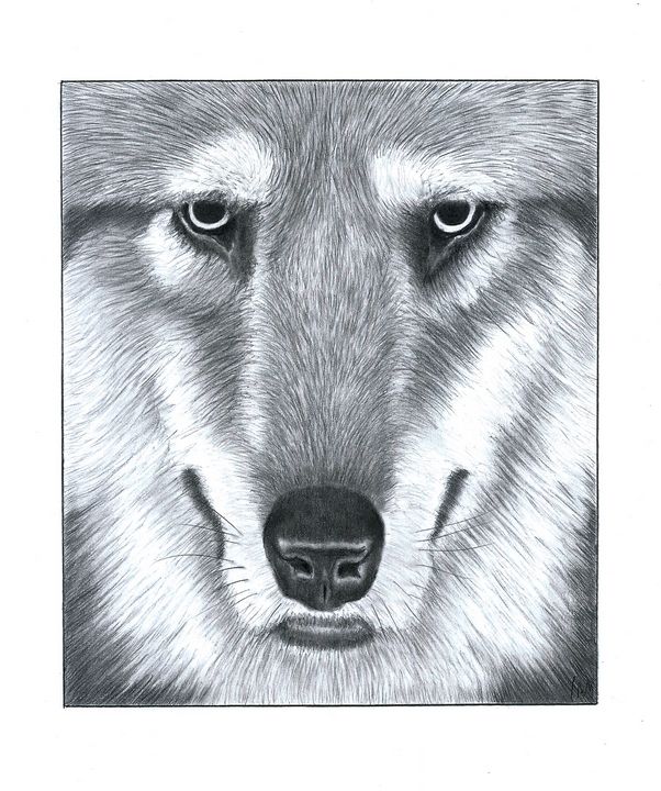 Wolf Stare - Pencil Drawing - red-amber65 - Drawings & Illustration ...