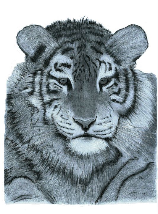 Tiger Close Up - Pencil Drawing - red-amber65 - Drawings & Illustration ...