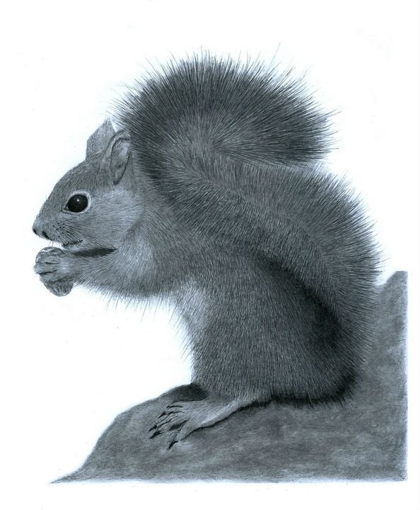 Squirrel #2 - Pencil Drawing - red-amber65 - Drawings & Illustration ...