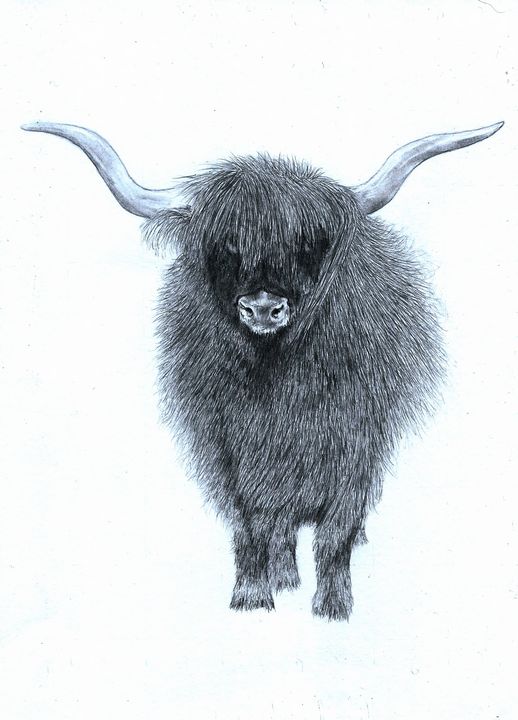Highland Cattle - Pencil Drawing - red-amber65 - Drawings ...