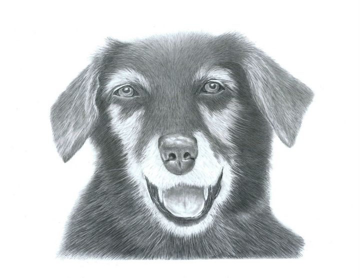 Dog Portrait - Pencil Drawing - red-amber65 - Drawings & Illustration ...