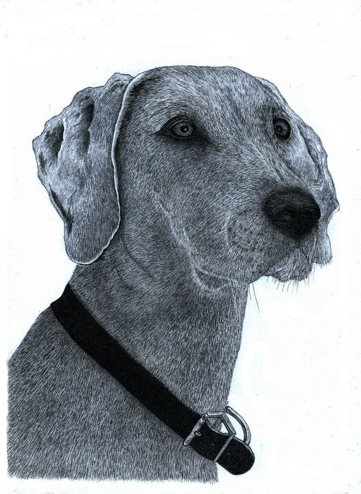 Great Dane - Pencil Drawing - red-amber65 - Drawings & Illustration ...