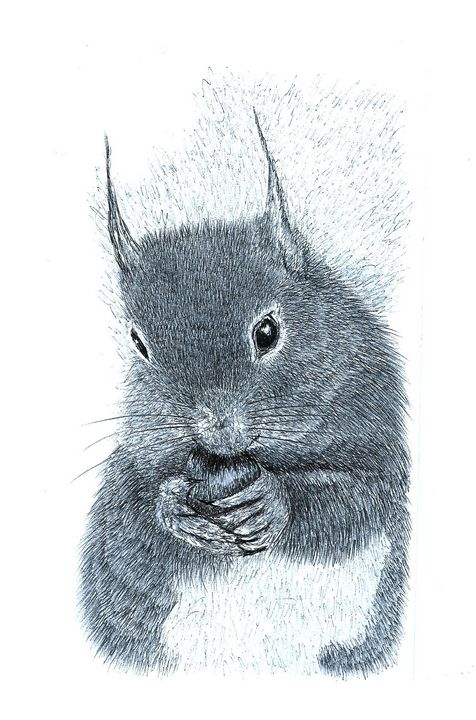 Red Squirrel - Bic Biro Drawing - red-amber65 - Drawings & Illustration ...