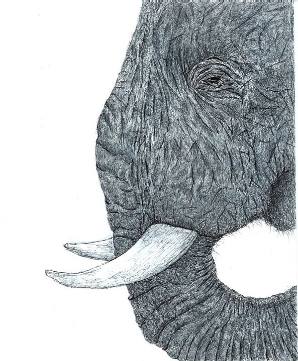 Elephant Head - Bic Biro Drawing - red-amber65 - Drawings ...