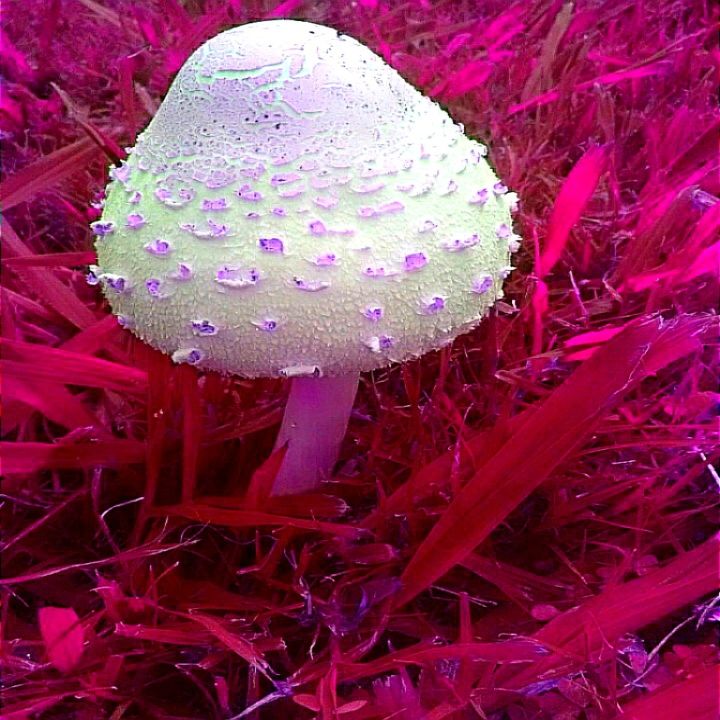 Sweet Shroom - Kristina Flynn - Photography, Food & Beverage ...