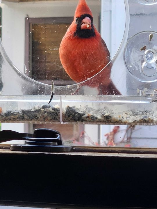 Cardinal - Lynn R. Davis - Photography, Animals, Birds, & Fish, Birds ...