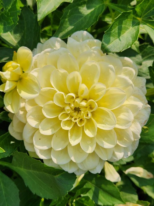 Yellow Flower - Lynn R. Davis - Photography, Flowers, Plants, & Trees ...