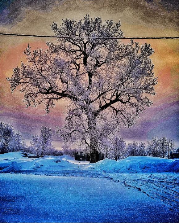 Tree of love - Tyler Toland - Photography, Abstract, Landscape - ArtPal