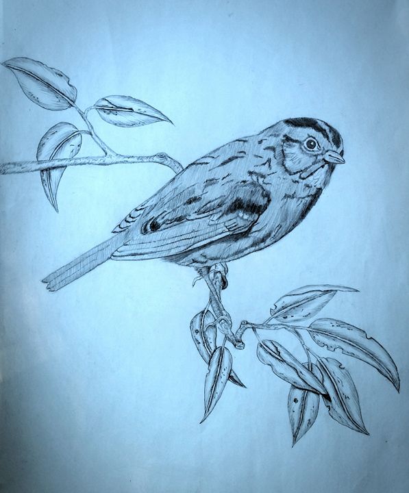 little sparrow - A malins sketch art. - Drawings & Illustration ...