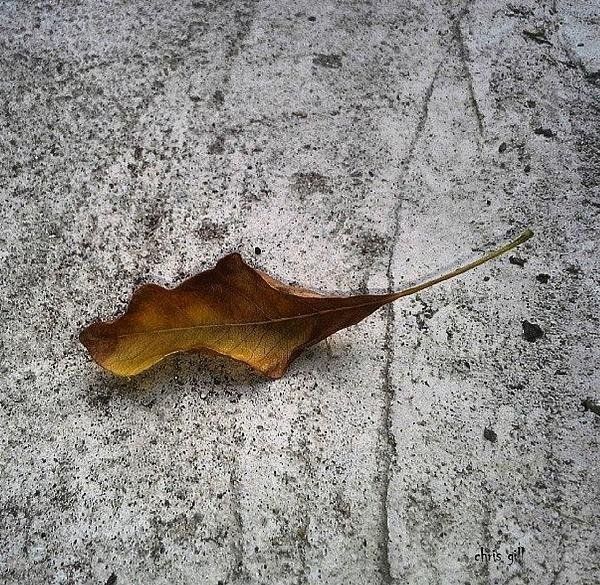 stillness - strange land art by Chris Gill - Photography, Flowers ...