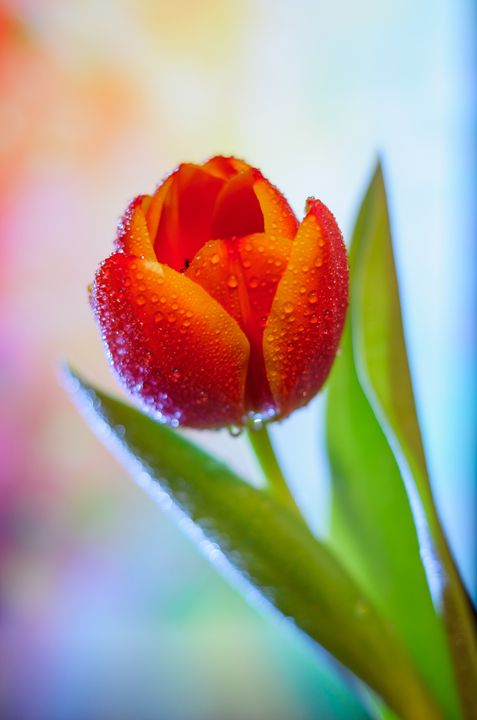 One red tulip - Photo - Photography, Flowers, Plants, & Trees, Flowers ...