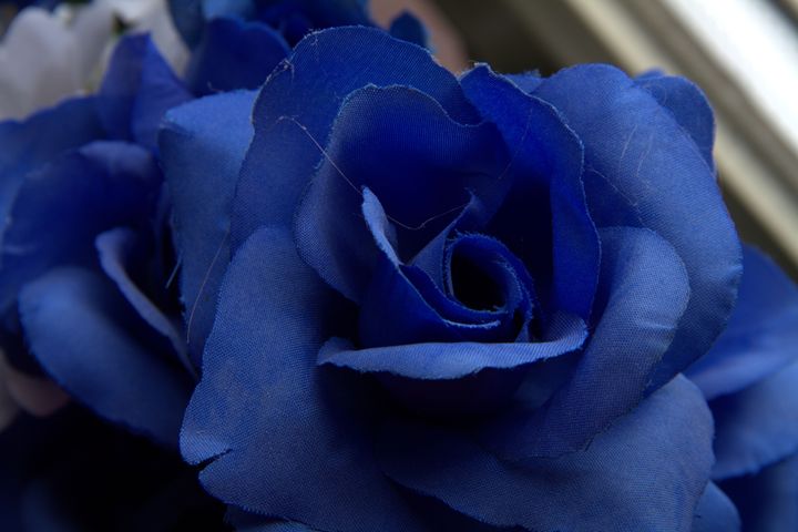 Blue Rose - Havalah's Photography - Photography, Flowers, Plants ...