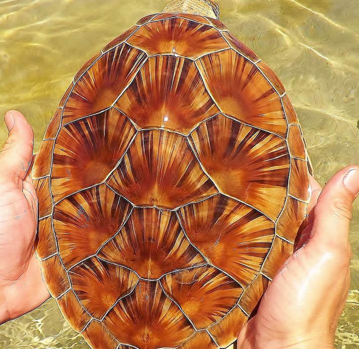 Sea Turtle Turtle! - Arkansas as seen by me - Photography, Animals ...