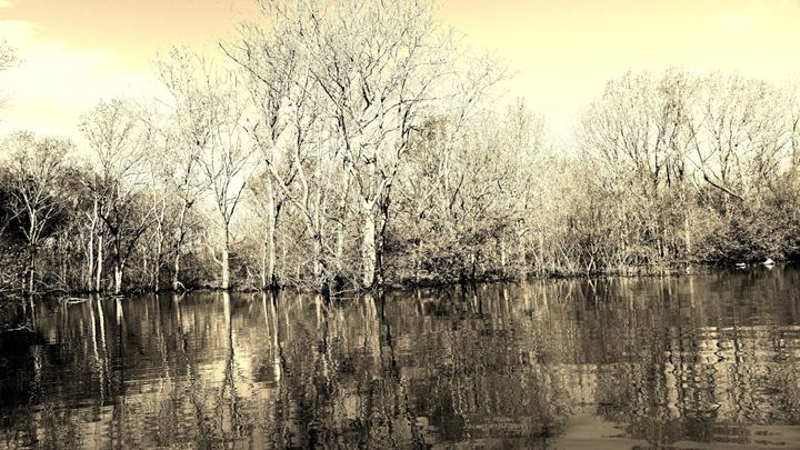 Des Arc Bayou - Arkansas as seen by me - Photography, Flowers, Plants ...