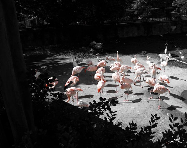 Flaming Flamingo - Arkansas as seen by me - Photography, Animals, Birds ...