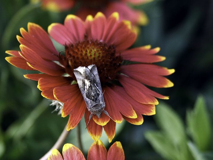 Moth on Flower - Johnson Photography - Photography, Animals, Birds ...