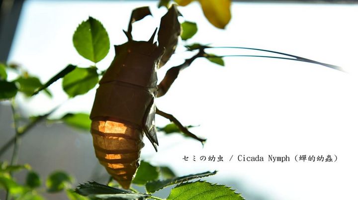 Origami Life - Crafts & Other Art