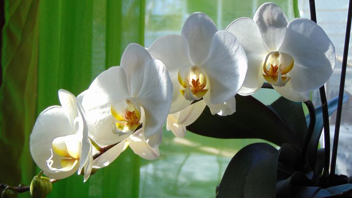 Orchid1 - Optical Perceptions - Photography, Flowers, Plants, & Trees ...