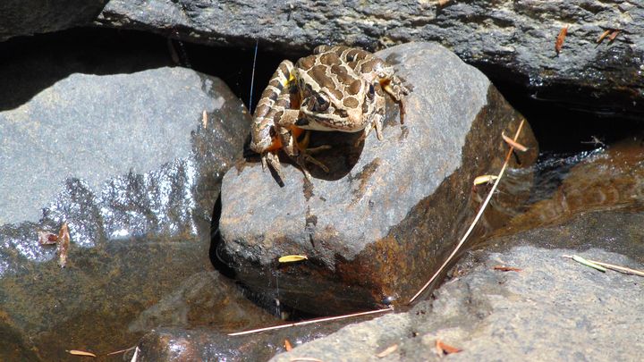 Frog on a rock - Optical Perceptions - Photography, Animals, Birds ...