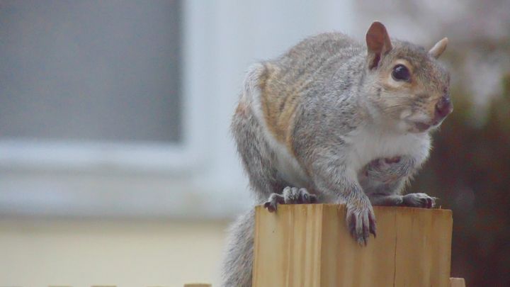 Squirrel1 - Optical Perceptions - Photography, Animals, Birds, & Fish ...