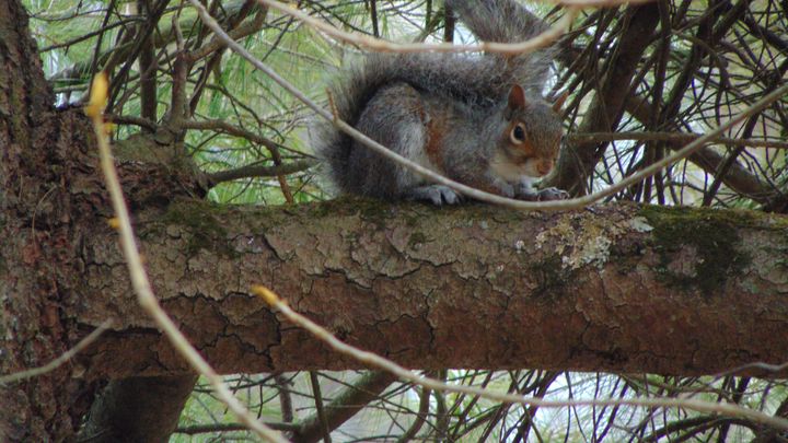 Squirrel2 - Optical Perceptions - Photography, Animals, Birds, & Fish, Mouse & Rodent - ArtPal
