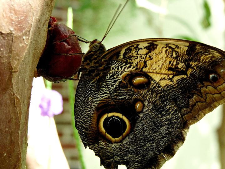 who - Nuclear Jupiter Photography - Photography, Animals, Birds, & Fish ...