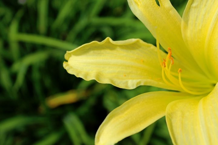 Delicate Sun - Jill Ervin - Photography, Flowers, Plants, & Trees ...