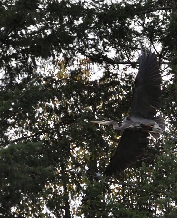 Heron Wings in the Trees - John Gonzales PhotoArt - Photography ...