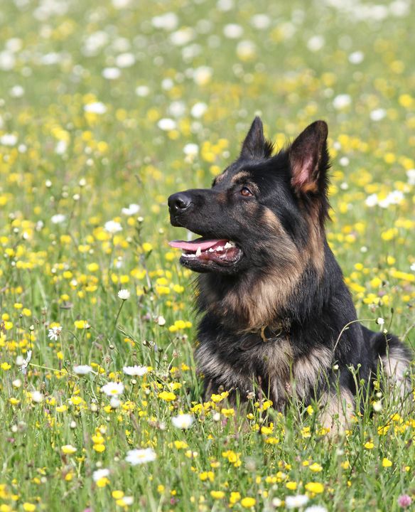 German Symbol For Strength