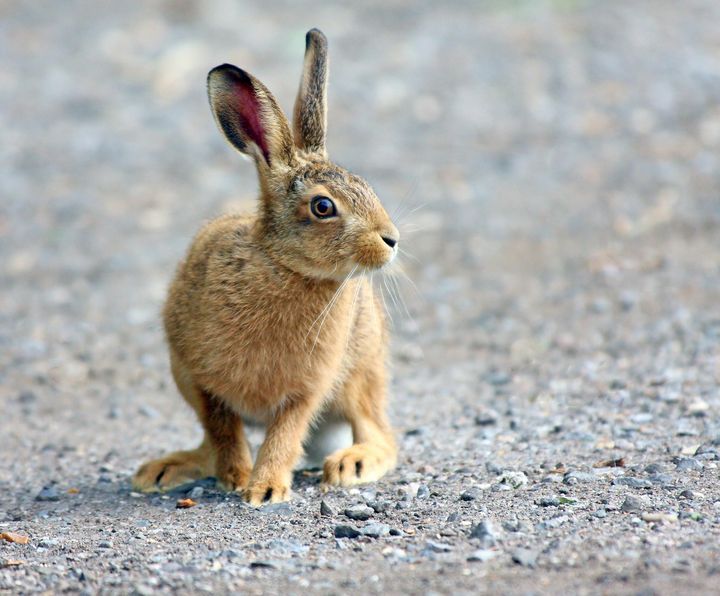 UK Leveret - Denise Coyle - Photography, Animals, Birds, & Fish, Other ...