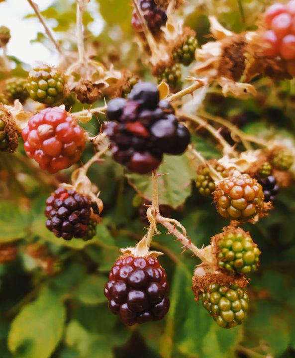 Berry Bramble - UltraRealArt - Digital Art & AI, Abstract, Color - ArtPal