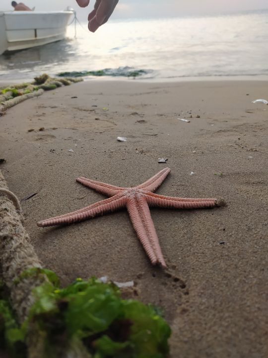Starfish - J.Marcano - Photography, Animals, Birds, & Fish, Aquatic ...
