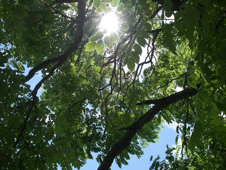 Vert Trees - Grace Ke - Photography, Flowers, Plants, & Trees, Trees ...