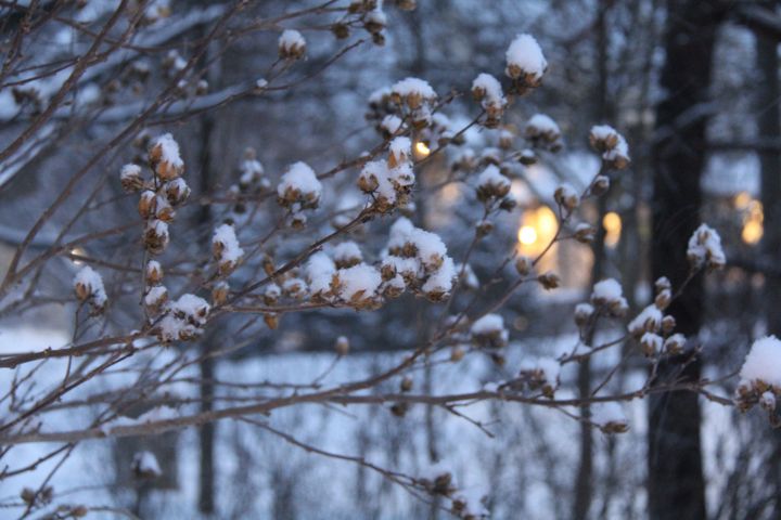 Snow Buds - Grace Ke - Photography, Flowers, Plants, & Trees, Trees ...