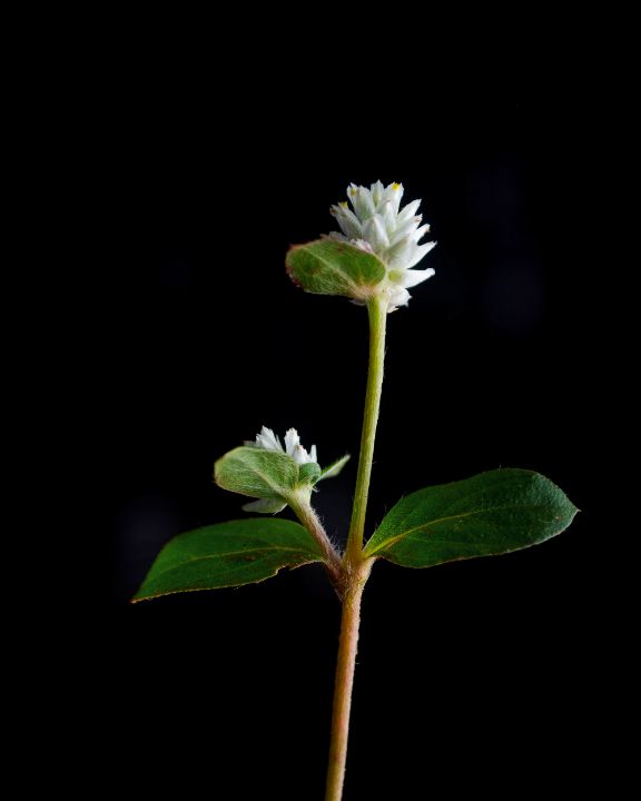 THERAPEUTIC WEED FLOWER - Reggsphotography - Paintings & Prints ...