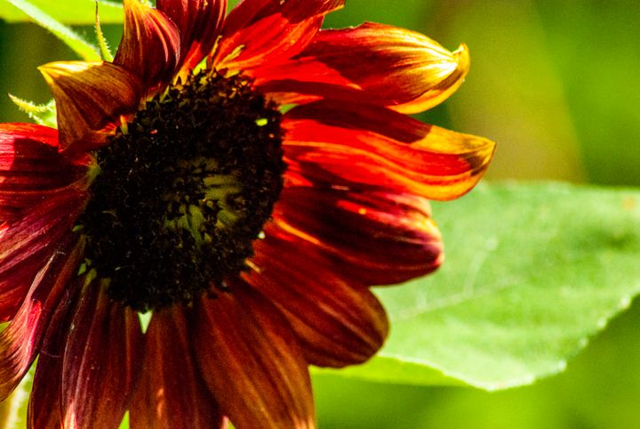 Blazing Sunflower - Persinger Creations - Photography, Flowers, Plants ...