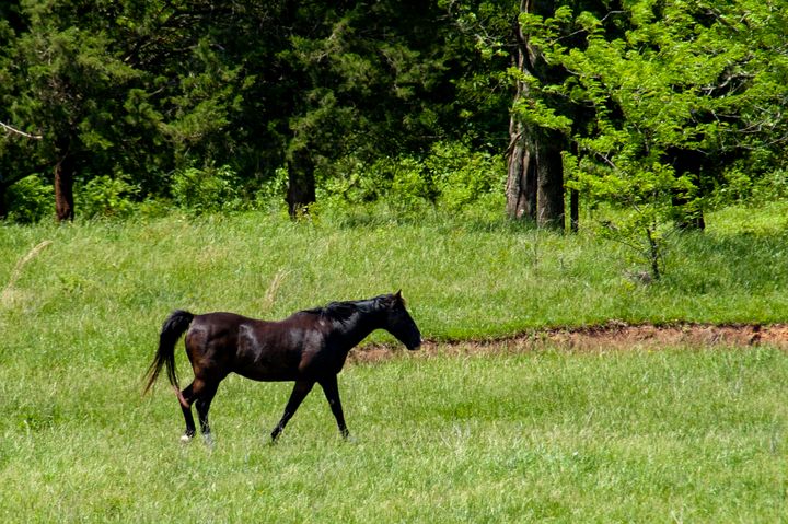 Pasture Crossing - Persinger Creations - Photography, Animals, Birds ...