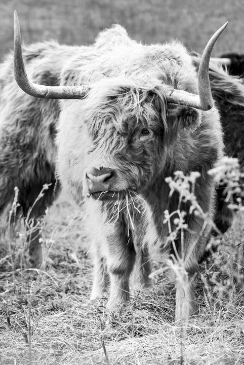 Highland Horns BW - Persinger Creations - Photography, Animals, Birds ...