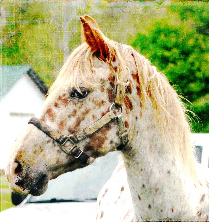 I Spot You - Persinger Creations - Photography, Animals, Birds, & Fish ...