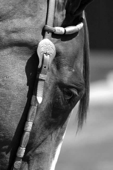 Eye of the Horse - Persinger Creations - Photography, Animals, Birds ...